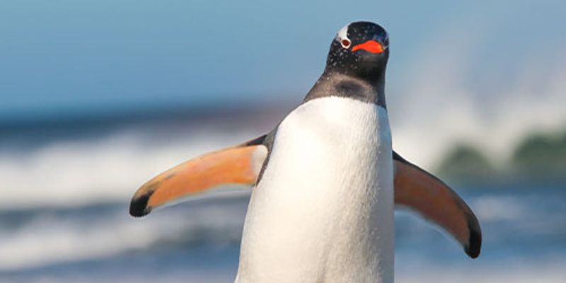 Animal Facts: Penguins